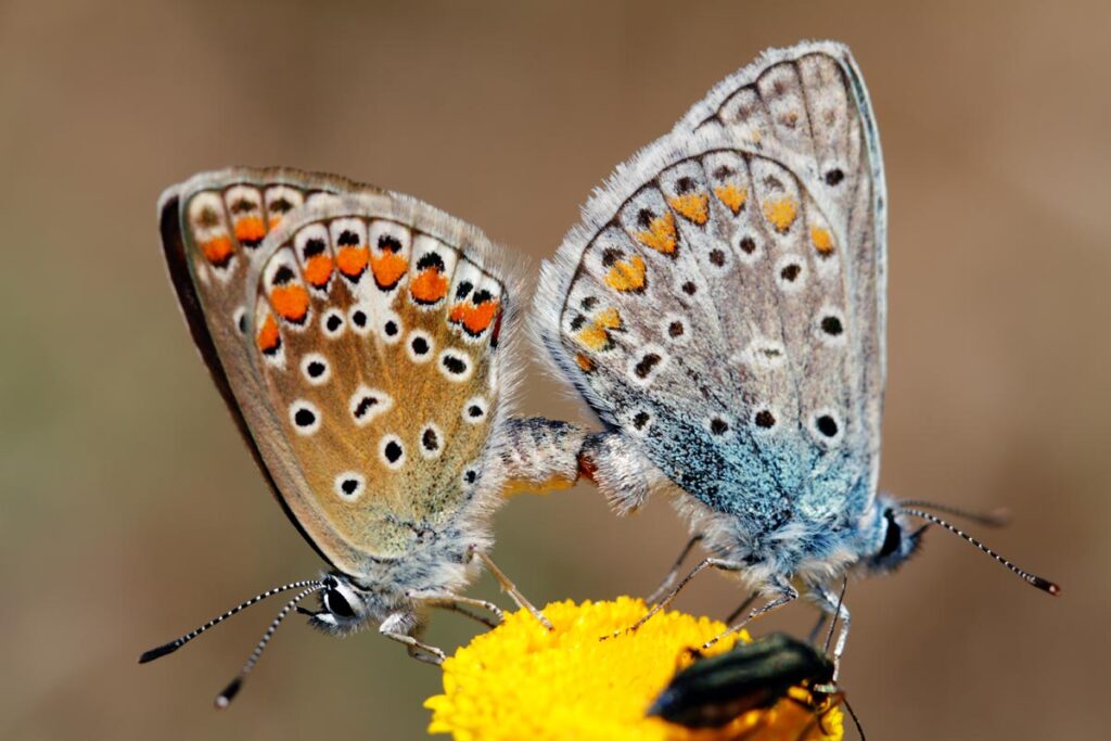 Papillons : Découverte des espèces, comportements et habitats