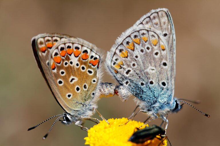 Papillons : Découverte des espèces, comportements et habitats