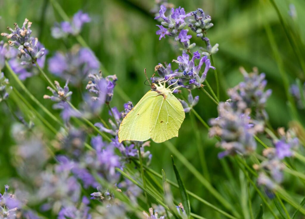 Gonepteryx rhamni : le papillon Citron