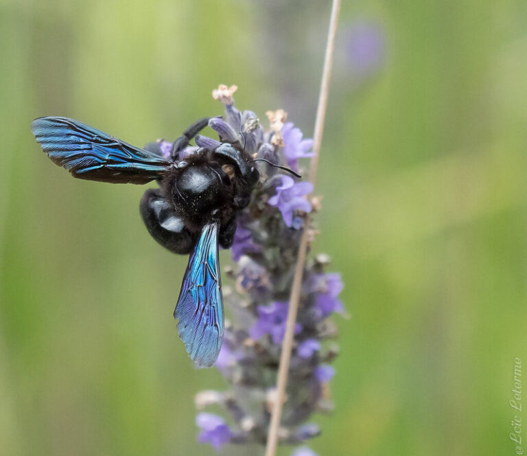 Abeille bleue : tout savoir sur l'abeille charpentière
