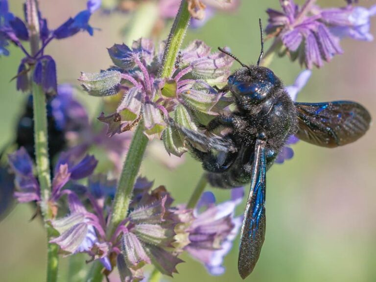 Abeille bleue : tout savoir sur l'abeille charpentière