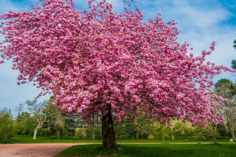 Quels sont les plus beaux arbres à fleurs roses pour le jardin